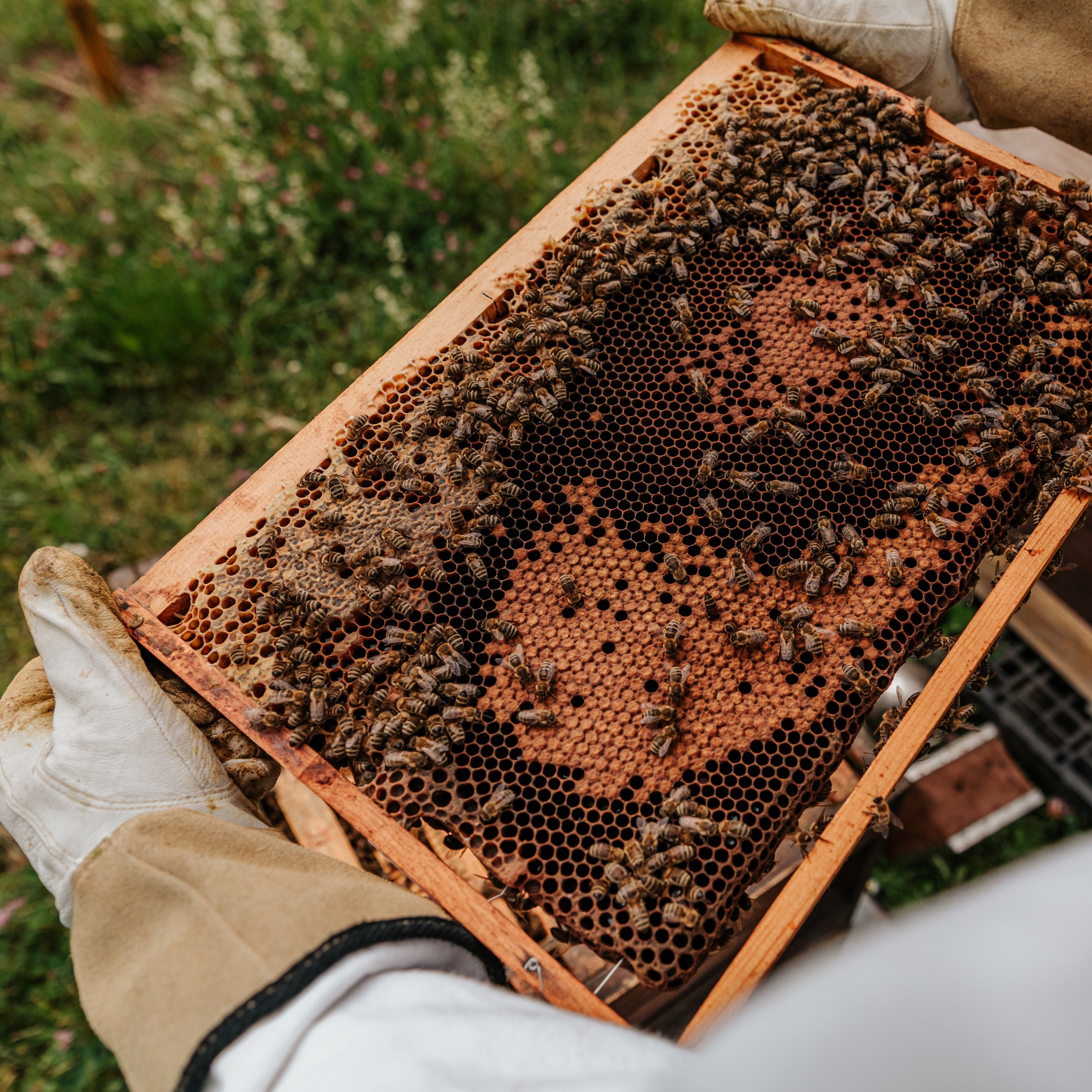 Beekeeping Taster Day – Plumpton College