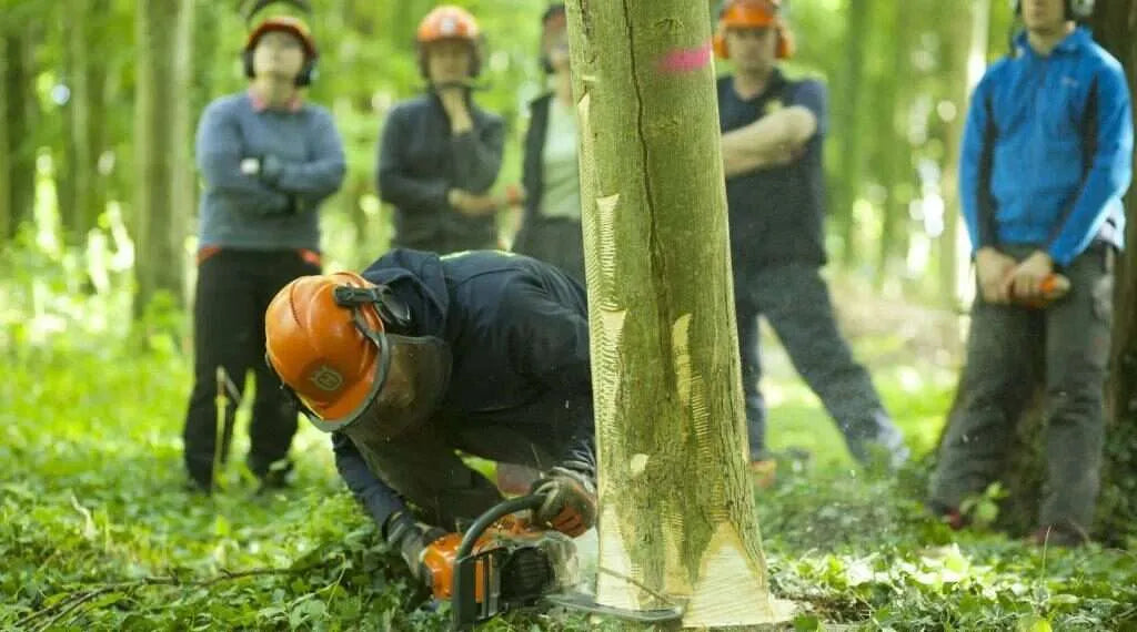 NPTC Level 2 Certificate of Competence in Chainsaw Maintenance & Cross – Plumpton College